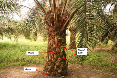 Sustainable Oil Palm Farming / Important terms - Akvopedia
