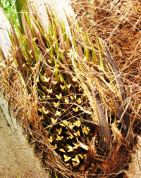 Sustainable Oil Palm Farming / Important terms - Akvopedia