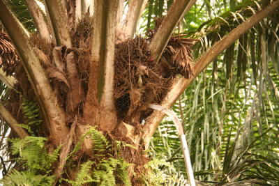 Sustainable Oil Palm Farming / Harvesting - Akvopedia