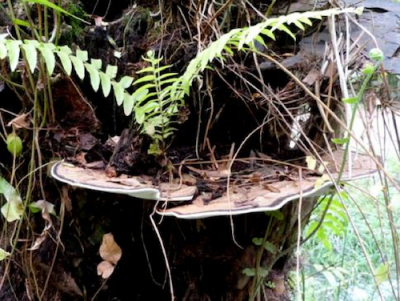 Sustainable Oil Palm Farming / Ganoderma - Akvopedia