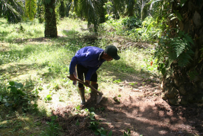 Sustainable Oil Palm Farming / Circle weeding - Akvopedia