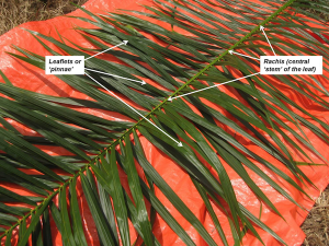 Sustainable Oil Palm Farming / Important terms - Akvopedia