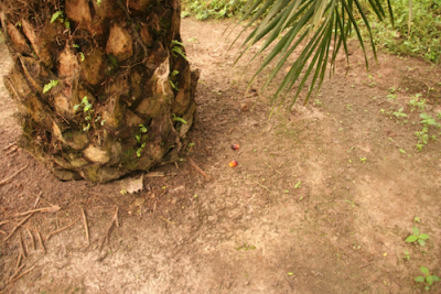 Sustainable Oil Palm Farming / Circle weeding - Akvopedia