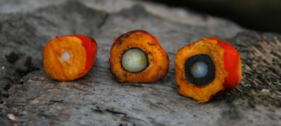 Sustainable Oil Palm Farming / Tenera, Dura, and Pisifera - Akvopedia